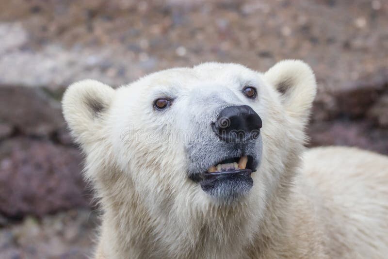 Muzzle of a Wild Animal Polar Bear Stock Image - Image of arctic, male ...