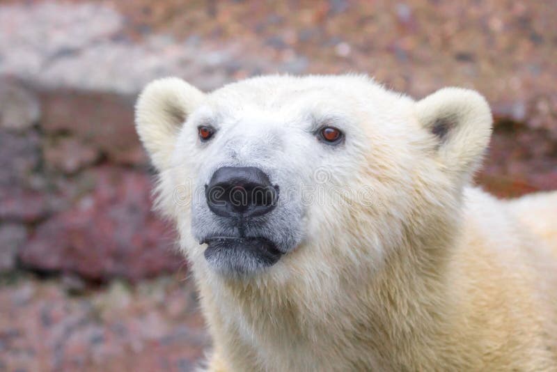 Muzzle of a Wild Animal Polar Bear Stock Photo - Image of nose, arctic ...