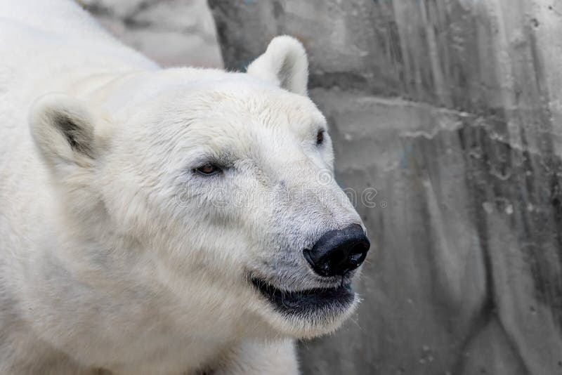 Muzzle of a Wild Animal Polar Bear Stock Image - Image of arctic, male ...