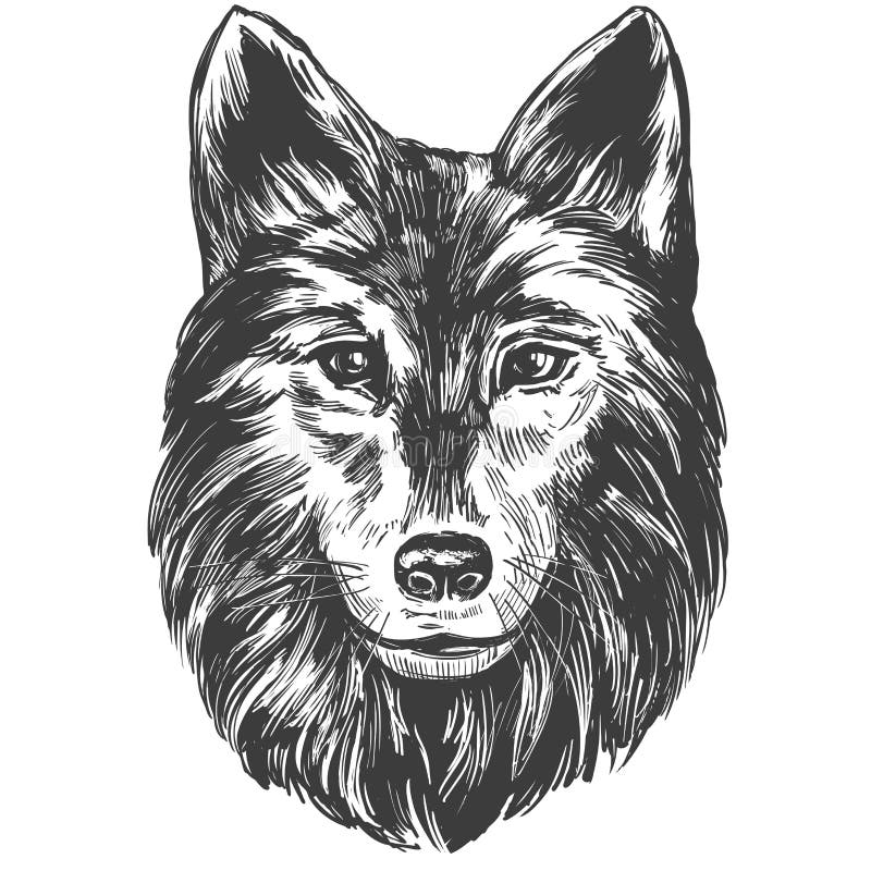 Muzzle of a Wolf, Wildlife Hand Drawn Vector Illustration Realistic ...