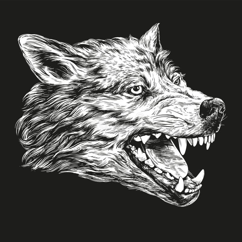 Wolf Muzzle Sketch Stock Illustrations – 619 Wolf Muzzle Sketch Stock ...
