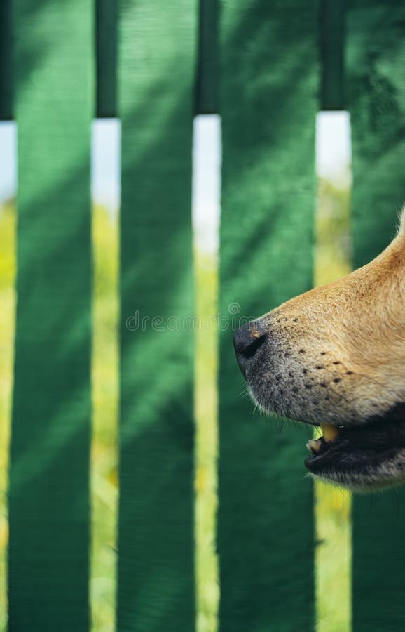 Muzzle of a yellow dog stock image. Image of beautiful - 141653977