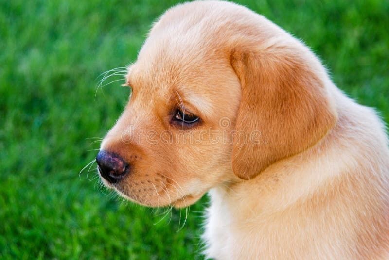 Muzzle of the Yellow Labrador Retriever Breed Puppy, Close-up Stock ...