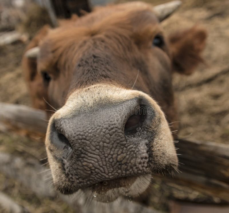 Muzzle of a young cow stock image. Image of nose, ears - 39729005