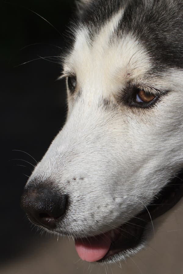 Muzzle Young Huskies Closeup Profile Stock Image - Image of arctic ...