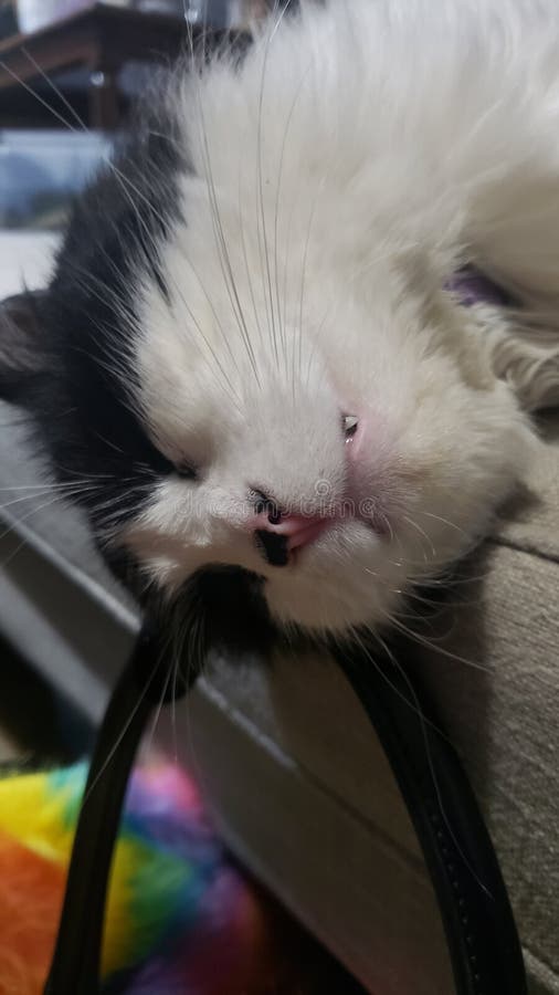 My baby alex stock photo. Image of rabbit, snout, wildlife - 239616872