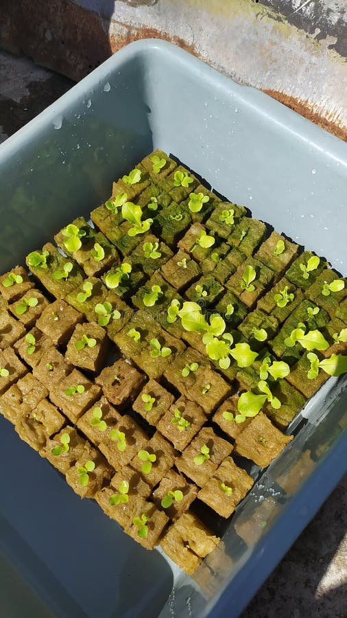 My baby lettuce stock photo. Image of leaf, produce - 225031760