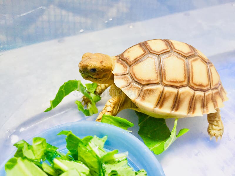 My Baby Sulcata Tortoise stock image. Image of turtle - 232909009