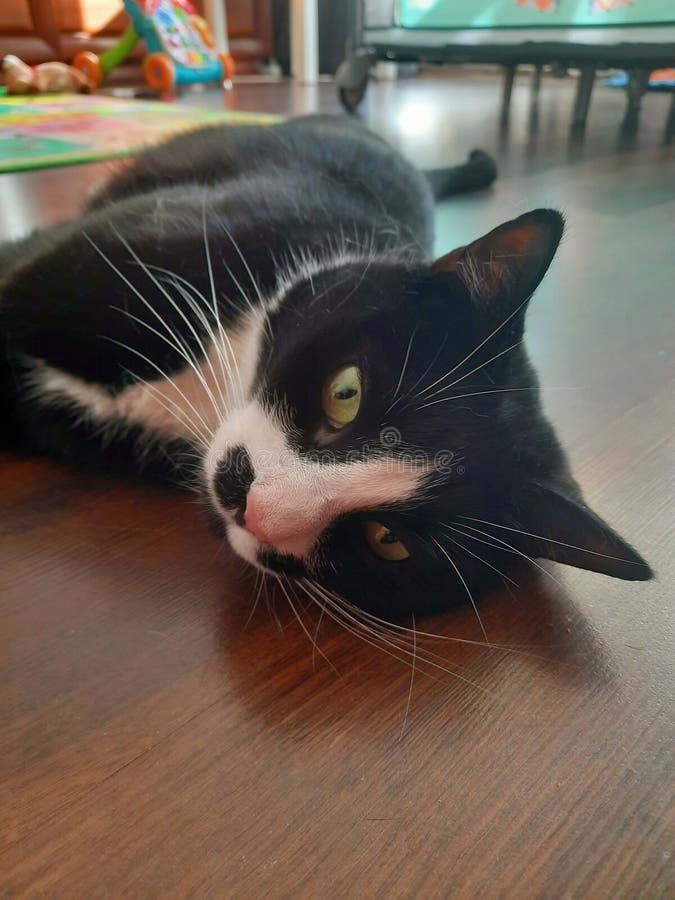 My Bambi Cat stock photo. Image of lovecats, cats, bambi - 222993228