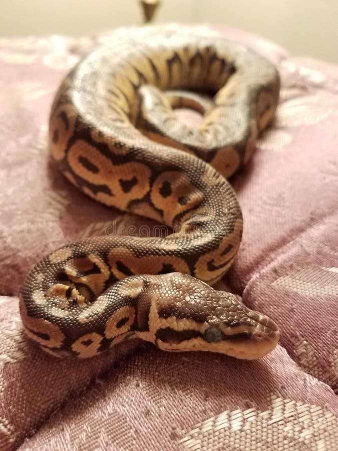 Jake the Snake stock image. Image of jake, beautiful - 99848685