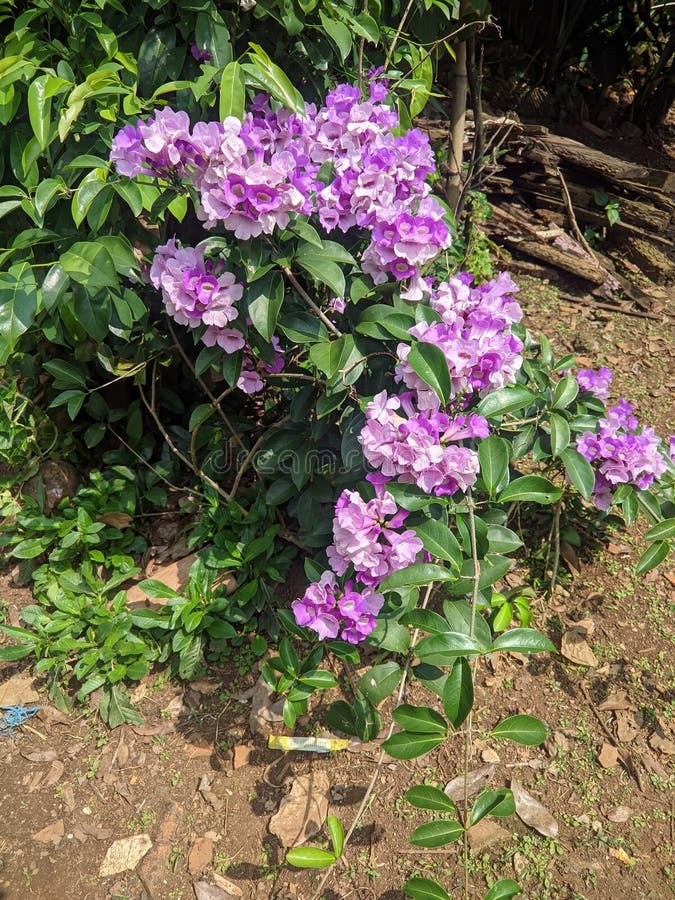 My beautiful Flower stock image. Image of nature, green - 276093283