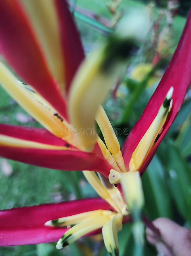 My Beautiful Flower in the Garden Stock Photo - Image of tree, produce ...