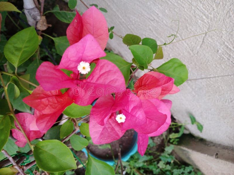 My Beautiful Flowers stock photo. Image of rose, plant - 259249708