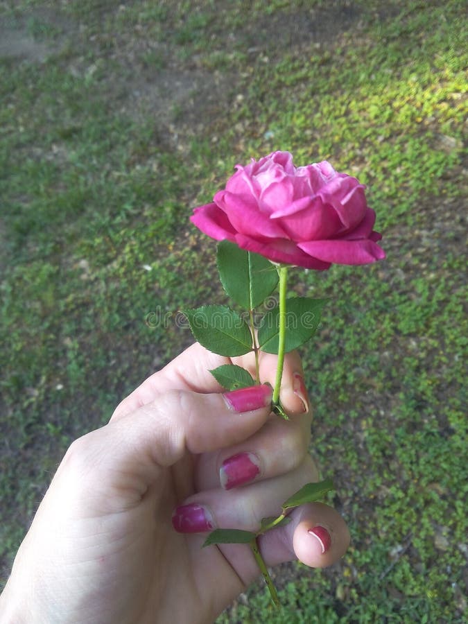 My beautiful flowers stock photo. Image of grass, little - 70922984