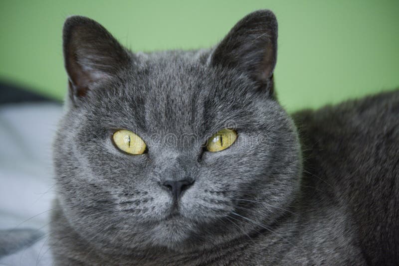 My Beautiful Friend British Blue Cat Stock Photo - Image of blue ...