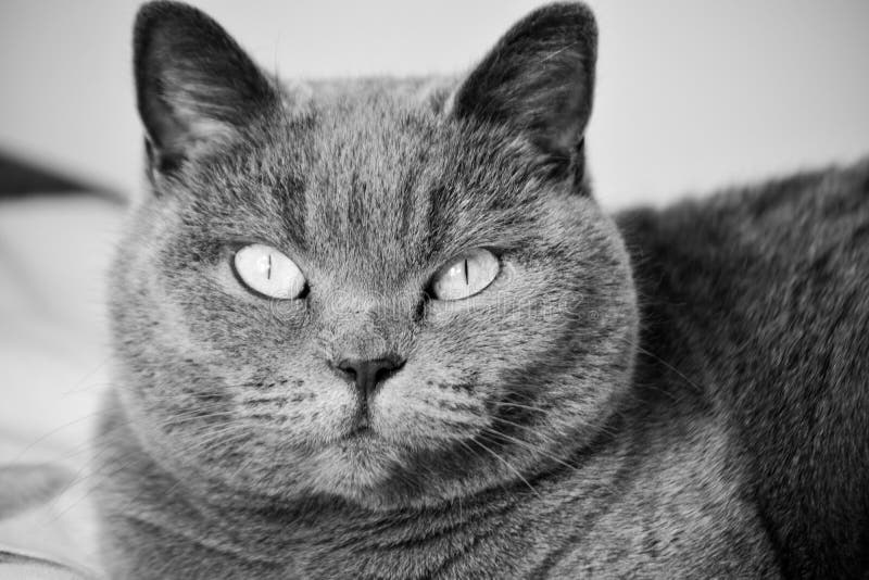 My Beautiful Friend British Blue Cat, Grey Stock Image - Image of ...
