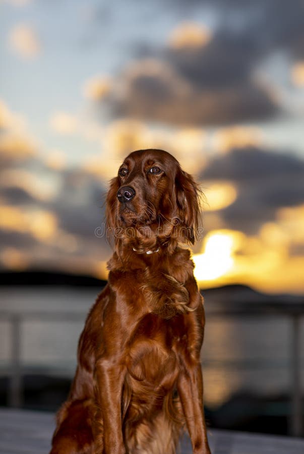 My Beautiful Irish Setter in the Sunset Stock Photo - Image of meadow ...