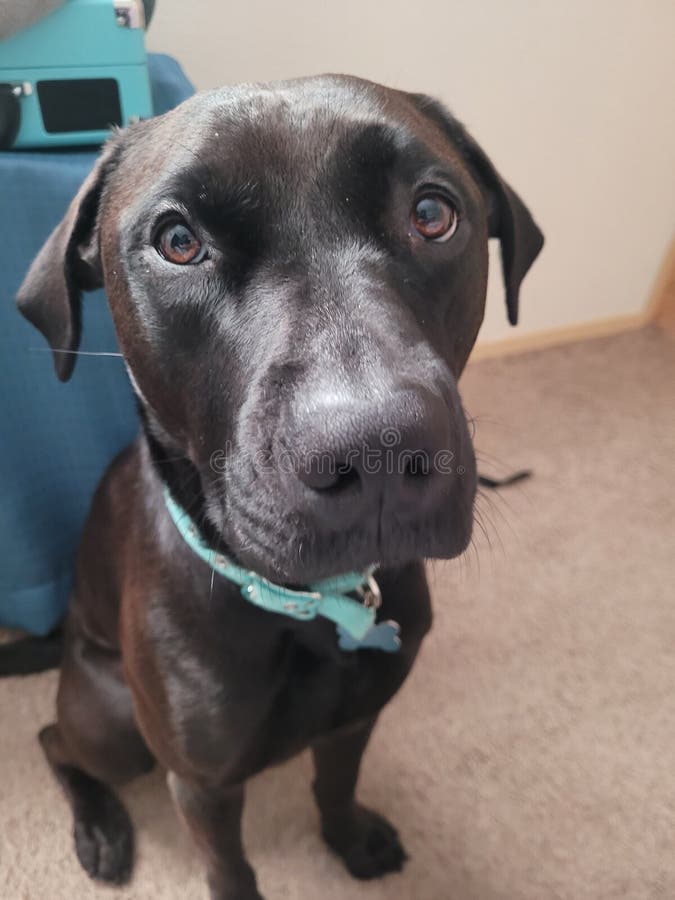 My Beautiful Lab Pit Mix Fur Baby Stock Photo - Image of terrier, puppy ...