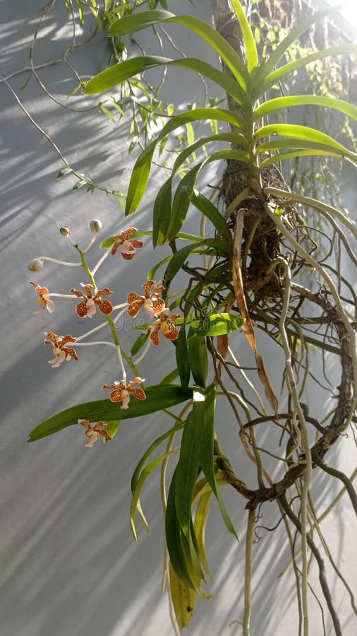Beautiful Vanda Limbata Stock Photos - Free & Royalty-Free Stock Photos from Dreamstime
