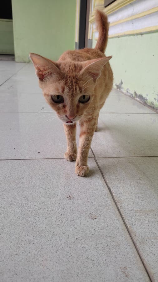 This is My Beloved Cat, Her Name is Caruna Stock Photo - Image of ... This is My Beloved Cat, Her Name is Caruna Stock Photo - Image of ...