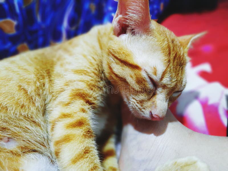 My Beloved Cat Who is No Longer by My Side. Stock Image - Image of ...