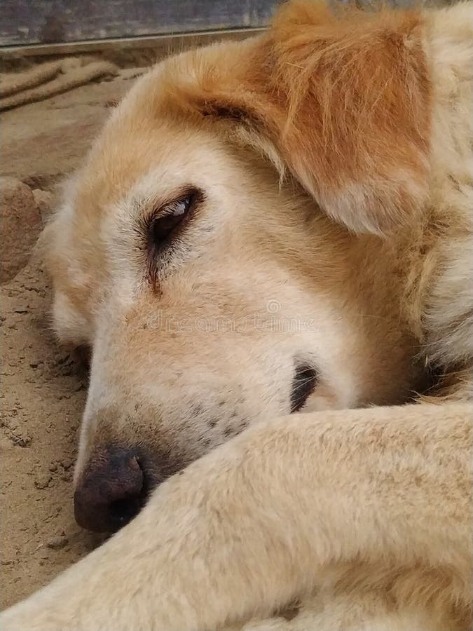 My best buddy Jimmy dog stock photo. Image of portrait - 154700724