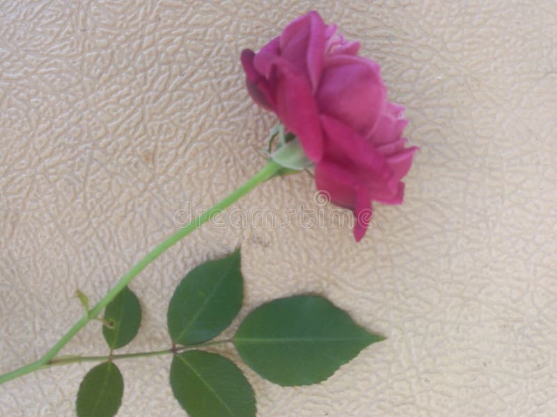 My bold beautiful rose stock photo. Image of taking, bold - 70877260