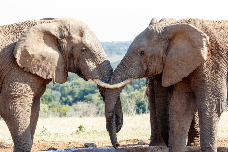 My Brothers - African Bush Elephant Stock Image - Image of africa ...