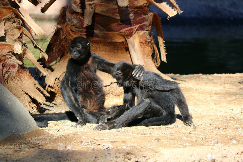 2 Monkeys Hugging Stock Photos - Download 171 Royalty Free Photos