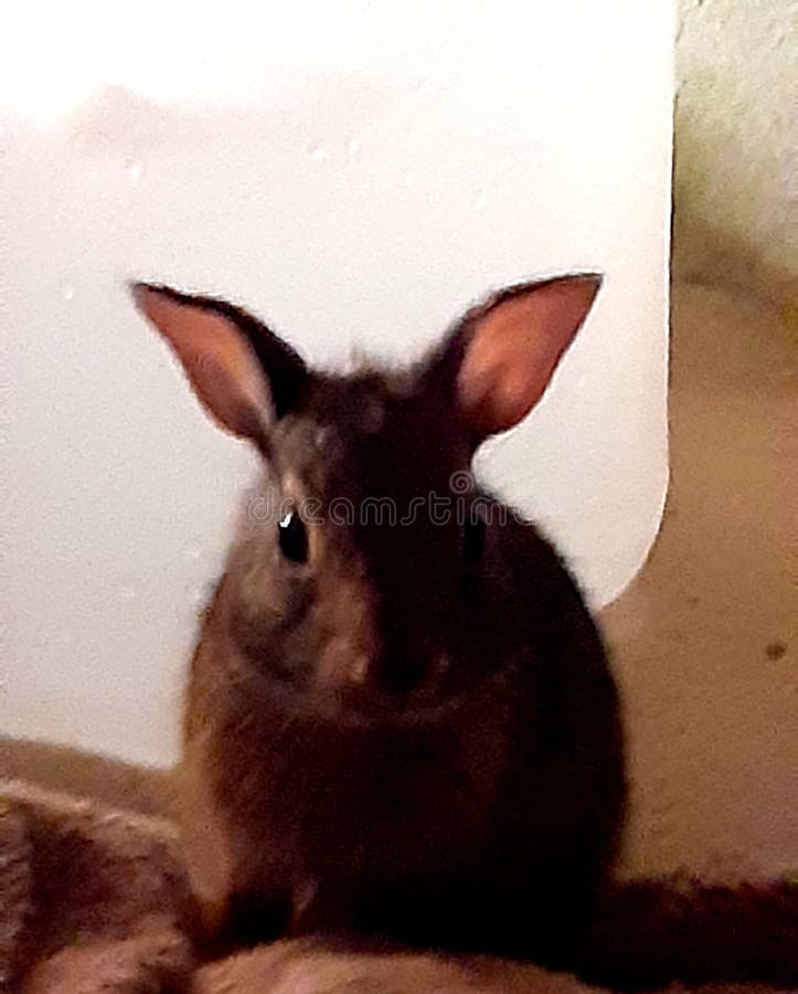 MY bunny spaz stock image. Image of animal, rabbit, mammal - 184120761