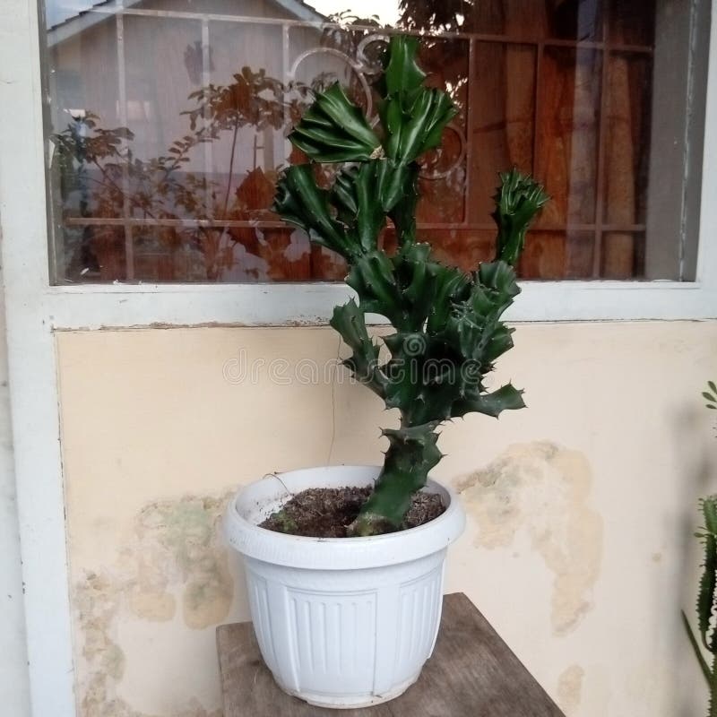A Big Tree Looks Very Beautiful. Stock Photo - Image of summer, tree ...