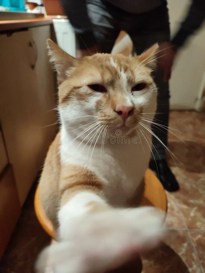 My caramel eye cat stock image. Image of snout, whiskers - 254831759