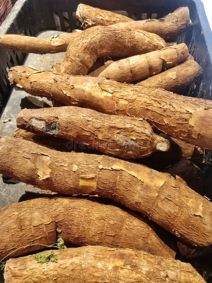My Cassava Stock in the Kitchen Stock Image - Image of cassava, kitchen ...