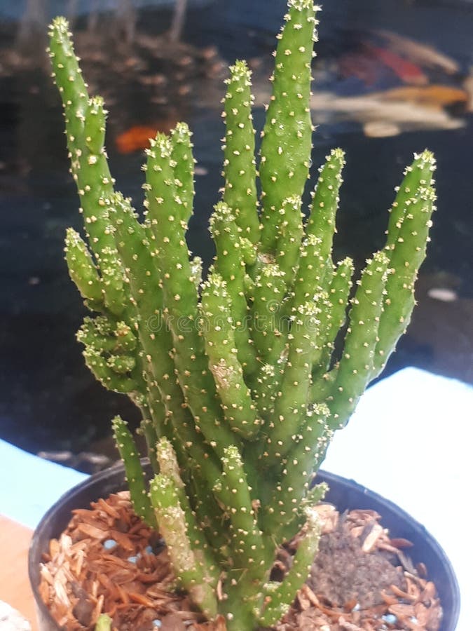 My castus leaf stock image. Image of cactus, produce - 219322439