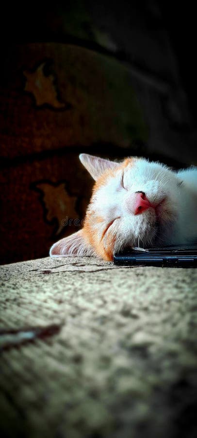 This is my cat stock image. Image of white, nose, skin - 286027641