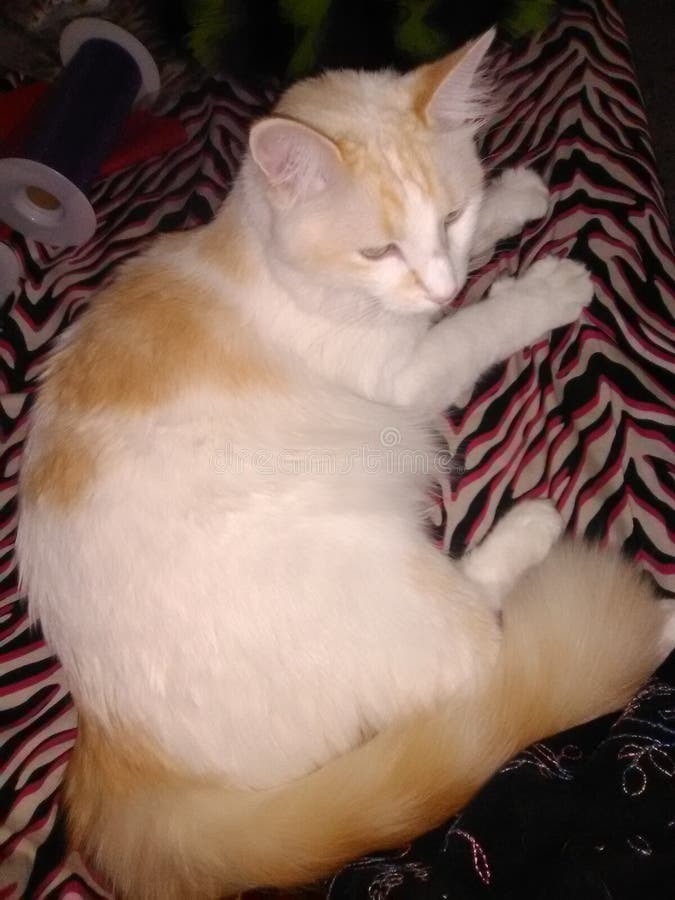 Angel stock photo. Image of angel, mybaby, love, handful - 126495476