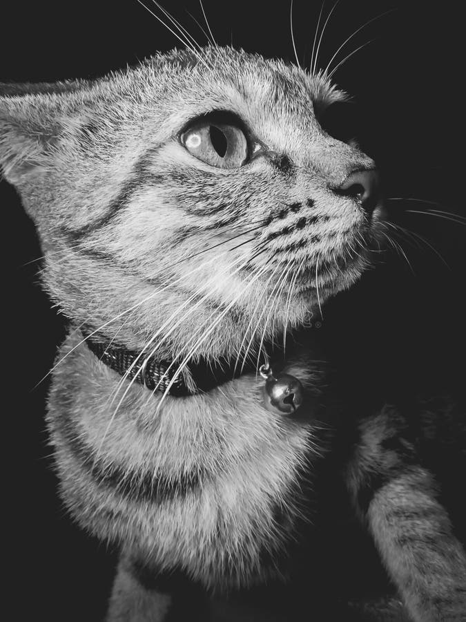 148 Cat B W Stock Photos - Free & Royalty-Free Stock Photos from Dreamstime