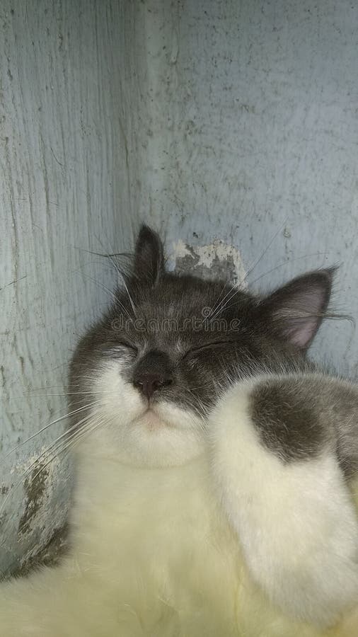 My cat stock image. Image of name, amay, kitten, animal - 219017167