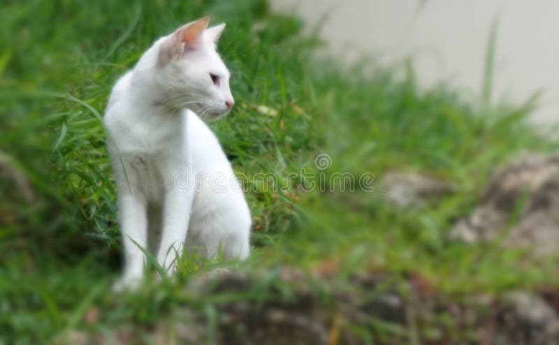 My cat on confius stock photo. Image of plant, animal - 263495042