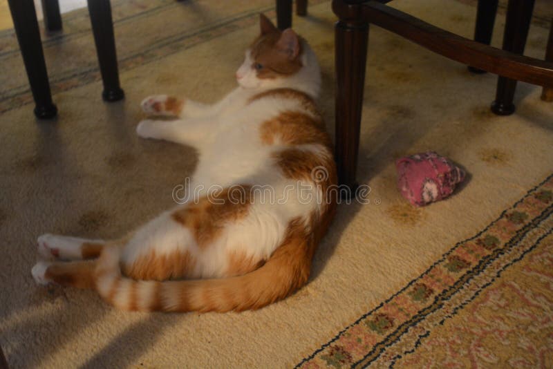 Taking a rest stock photo. Image of kitten, feline, whiskers - 230422662