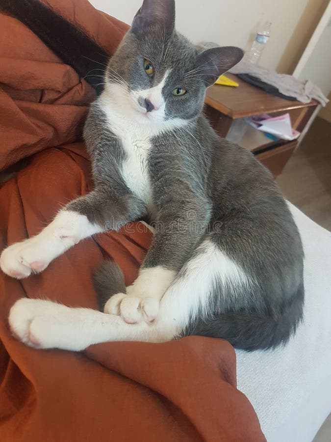 My cat is dark bomb. stock image. Image of bombgrey - 232090427