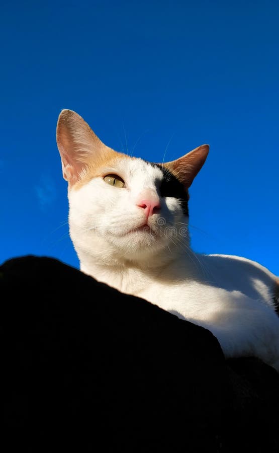 Cat Duke Stock Photos - Free & Royalty-Free Stock Photos from Dreamstime