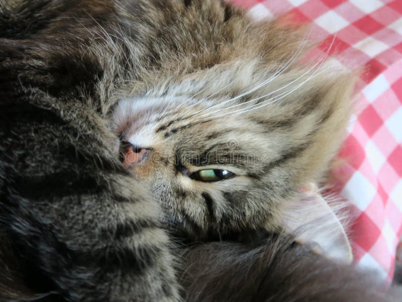 My cat is always on duty stock photo. Image of sleeping - 182493926