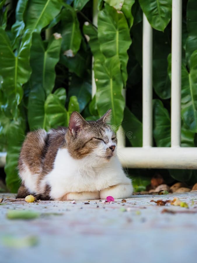 My cat enjoy the outdoors stock photo. Image of enjoy - 242521994