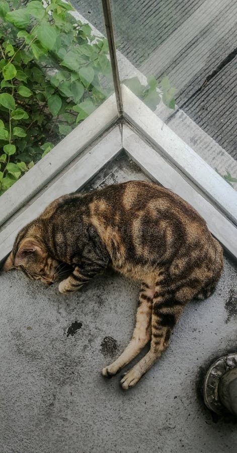 Aicat Stock Photos - Free & Royalty-Free Stock Photos from Dreamstime