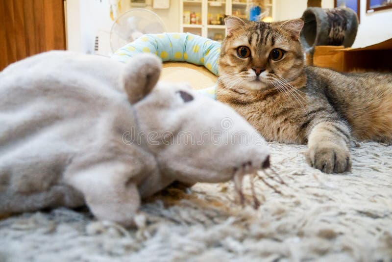 My cat got scared stock photo. Image of creative, catch - 65364190