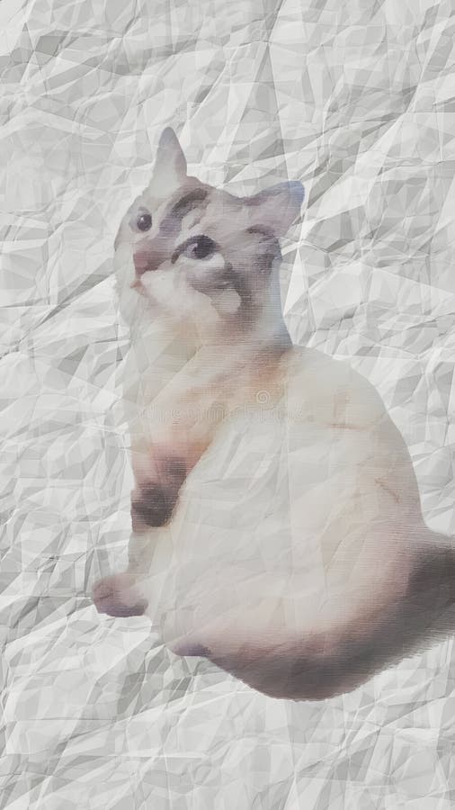My Cat Hazzle in Broken White Background Stock Illustration ...