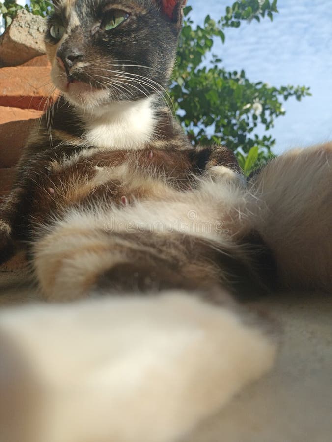 This is My Cat. Her Name is Miti Stock Photo - Image of domestic, name ... This is My Cat. Her Name is Miti Stock Photo - Image of domestic, name ...