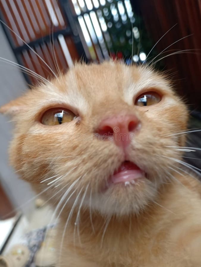 Cute Pfp Epal Stock Photos - Free & Royalty-Free Stock Photos from ...