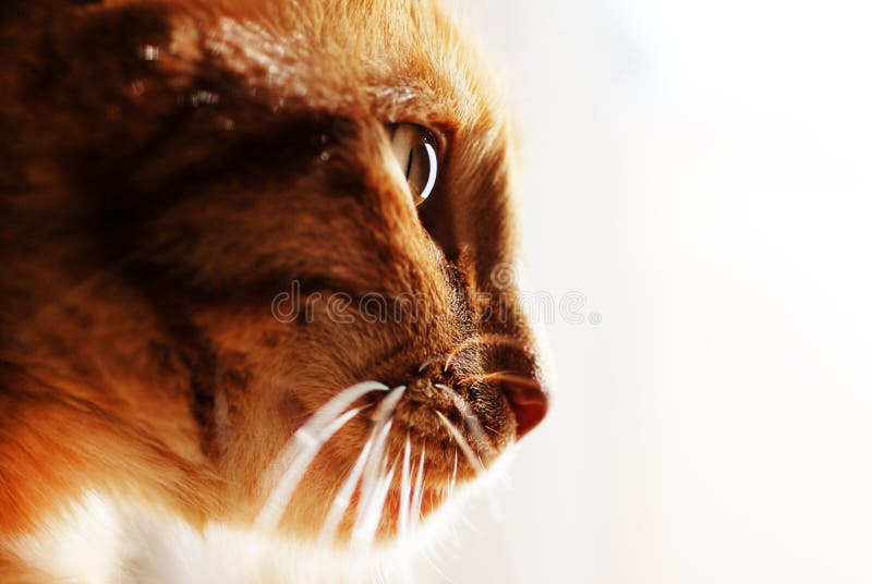 Yellow cat looks bad stock photo. Image of mustache - 147916970